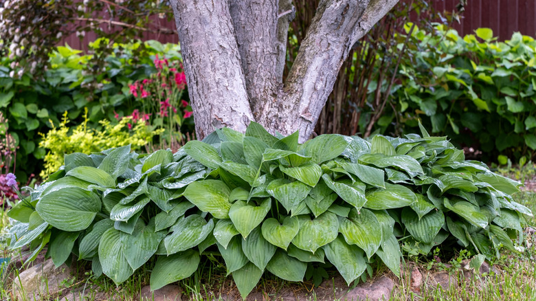 One Of The Best Hosta Companion Plants Is A Gorgeous Pollinator ...
