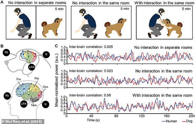 Is your dog autistic? Scientist claims pooches can be neurodivergent ...