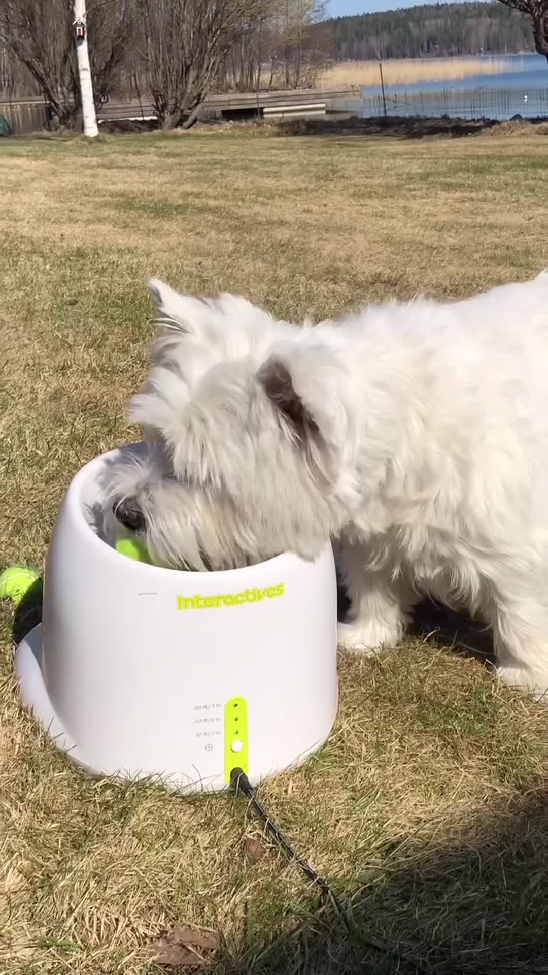 Adorable Dogs Enjoying a Ball Launcher in the Sun