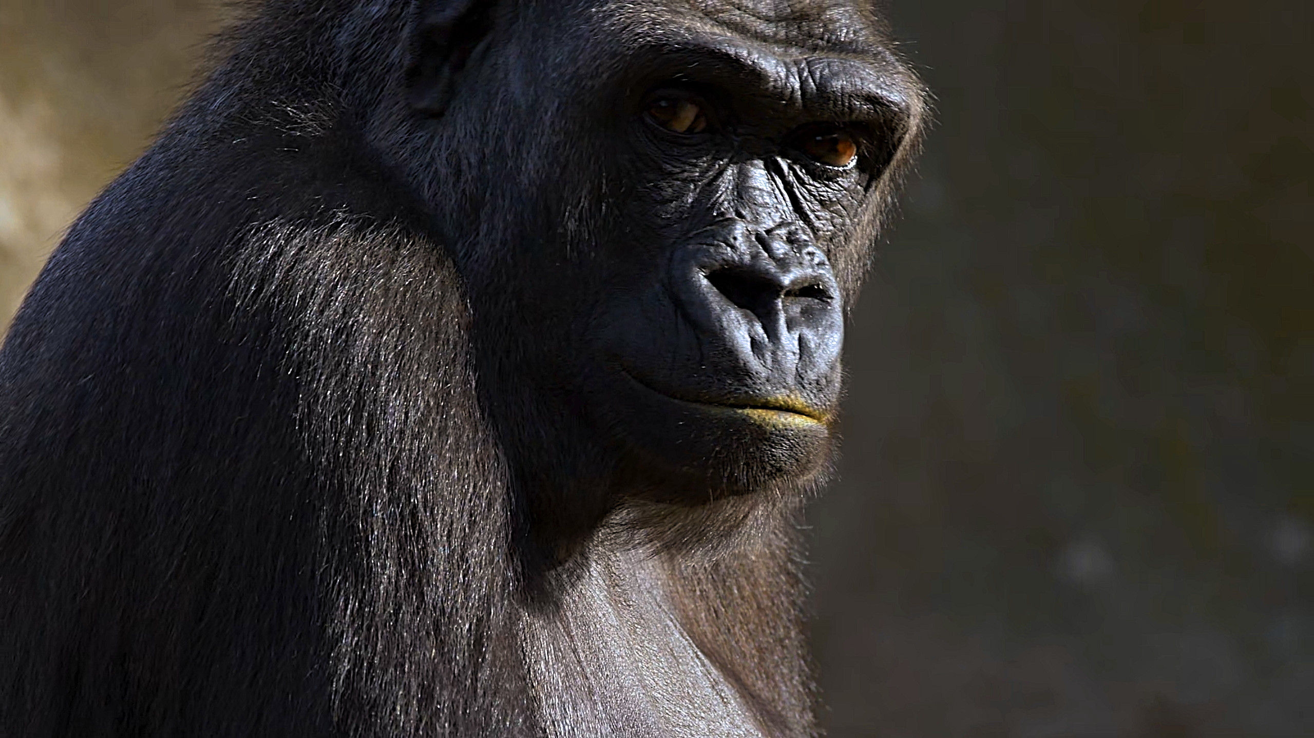 What Is This Gorilla Looking At?