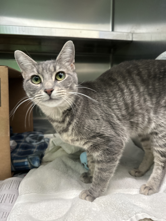 Abandoned Springfield cat set for lifesaving heart surgery