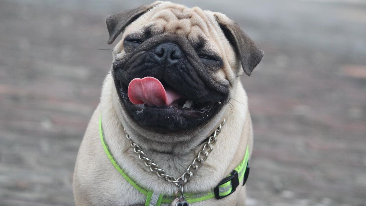 10 dog breeds that make life easier (they are docile and gentle)
