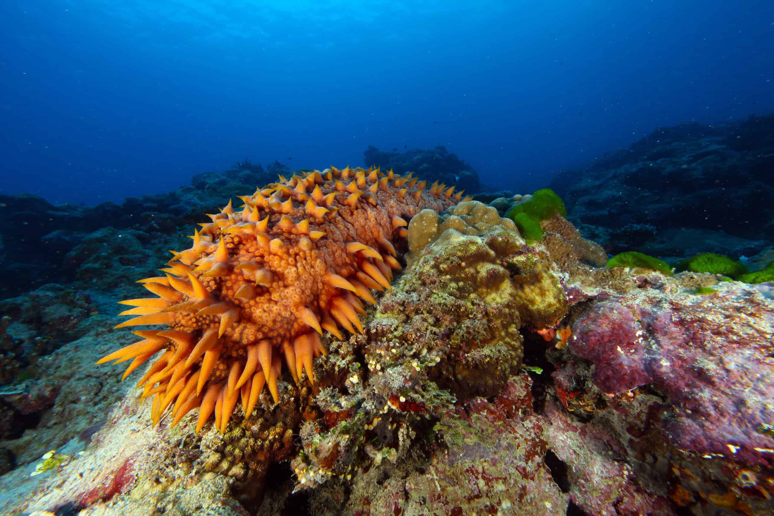 Have You Ever Seen a Sea Cucumber Poop?