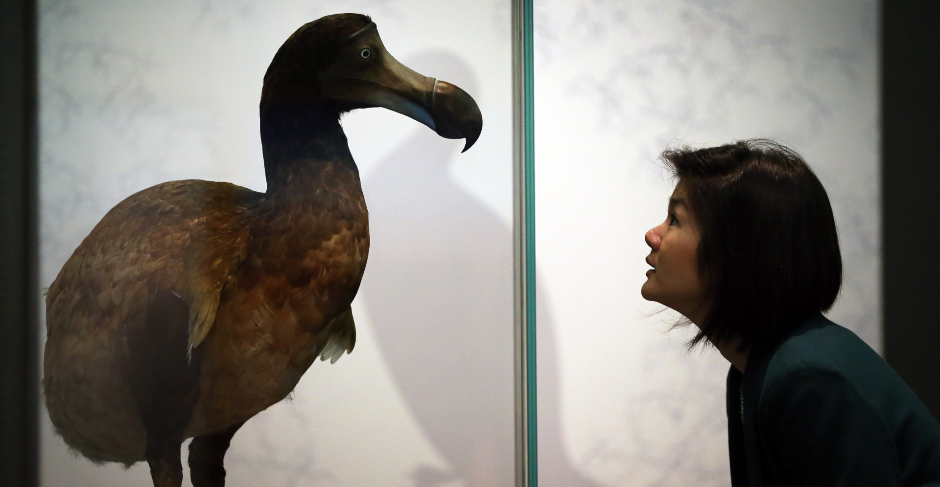 The hidden truth of the dodo bird