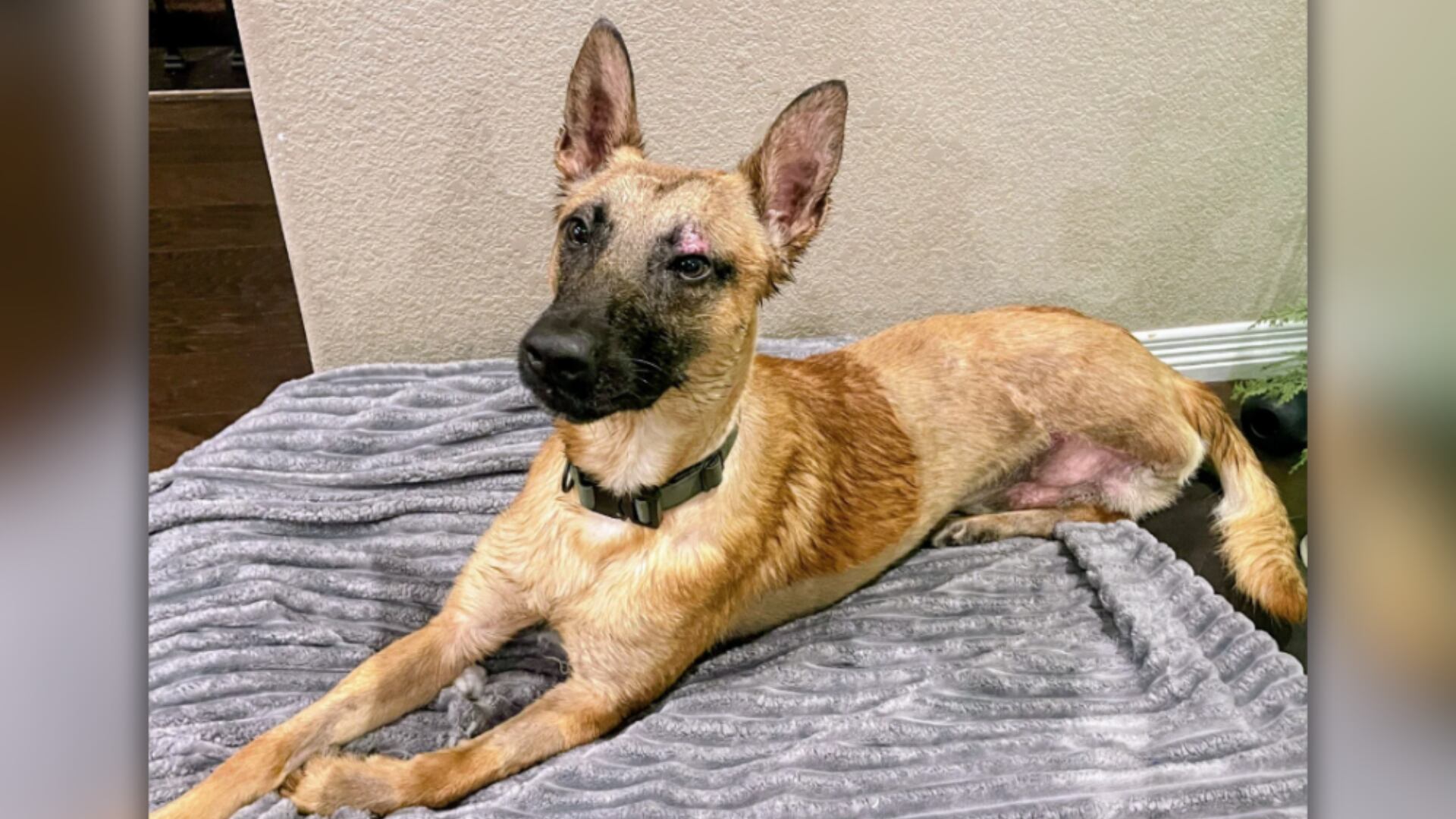 Colorado Springs K9 Roam makes strides in recovery after October stabbing