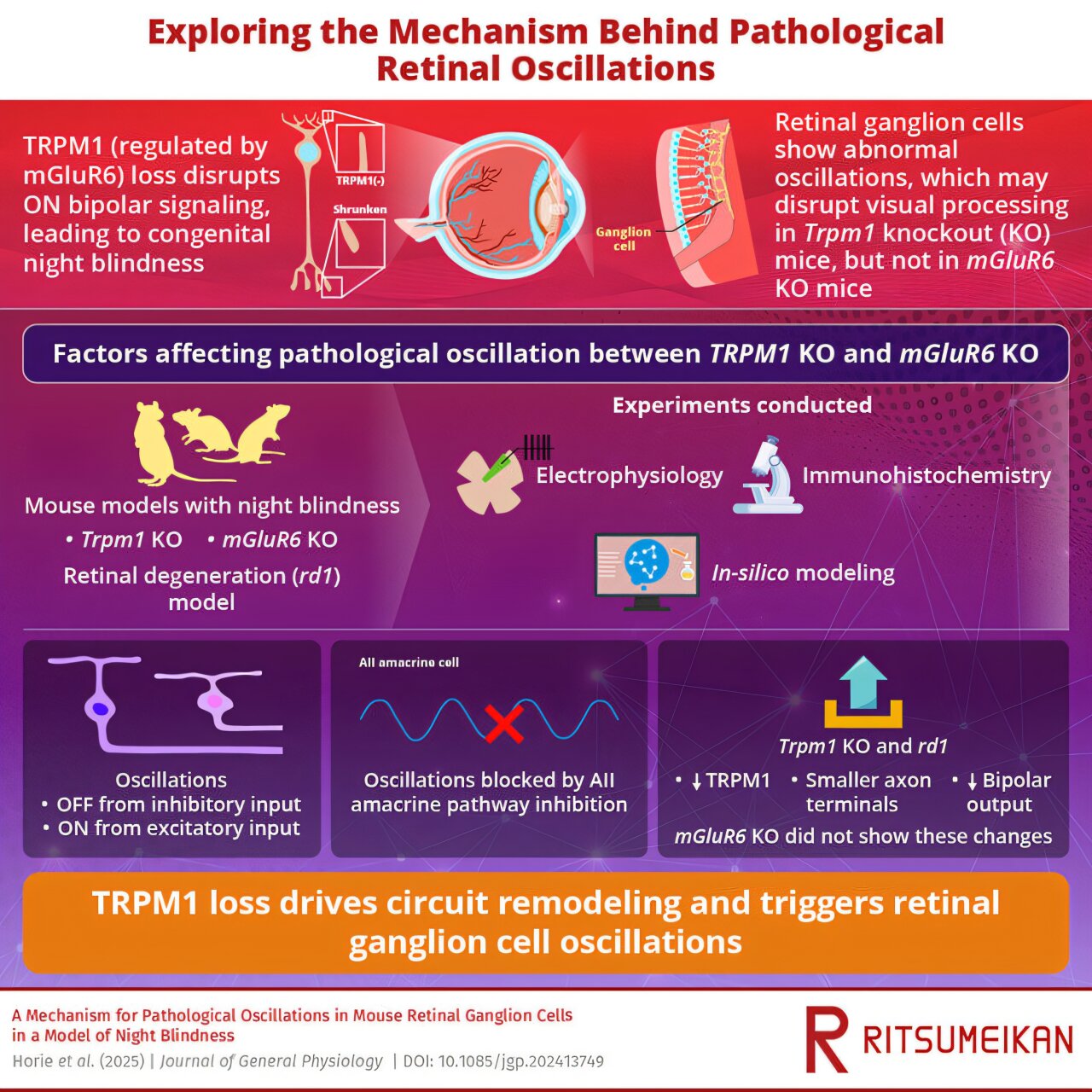 Loss of key visual channel triggers rhythmic retinal signals linked to ...