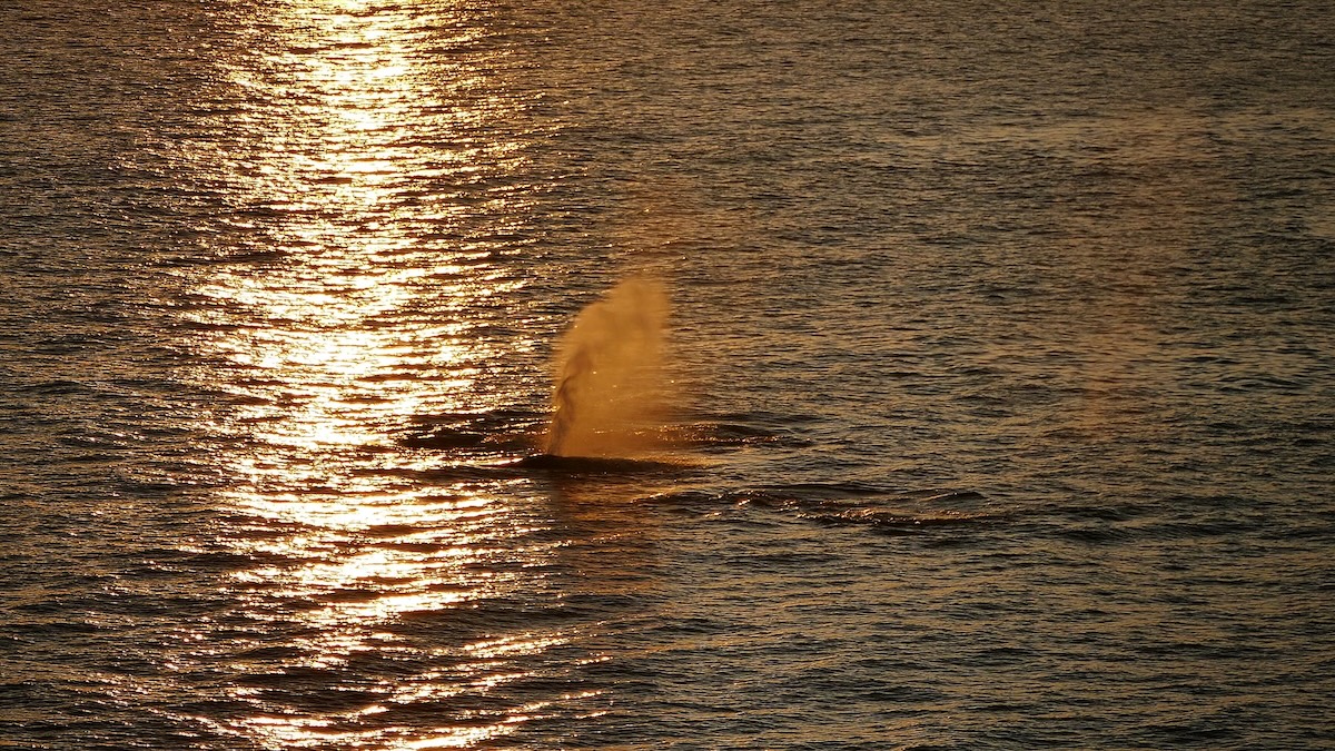 Scientists Spot Extremely Rare Whale Alive for the First Time