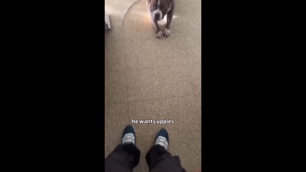 Heart-melting moment dog raises paws to be held like a baby goes viral