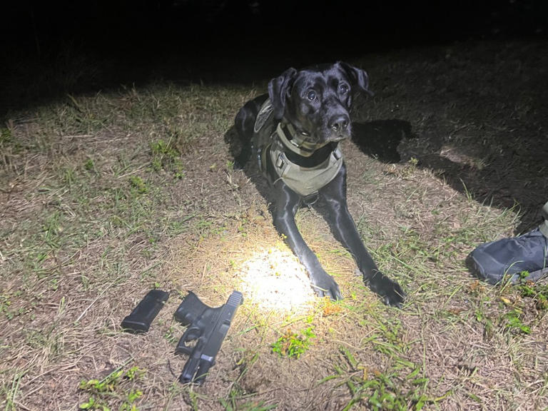 K-9 finds gun used in Wauchula gas station shooting hidden underneath shed