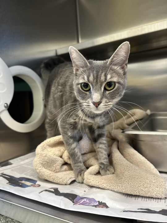 Abandoned Springfield cat set for lifesaving heart surgery