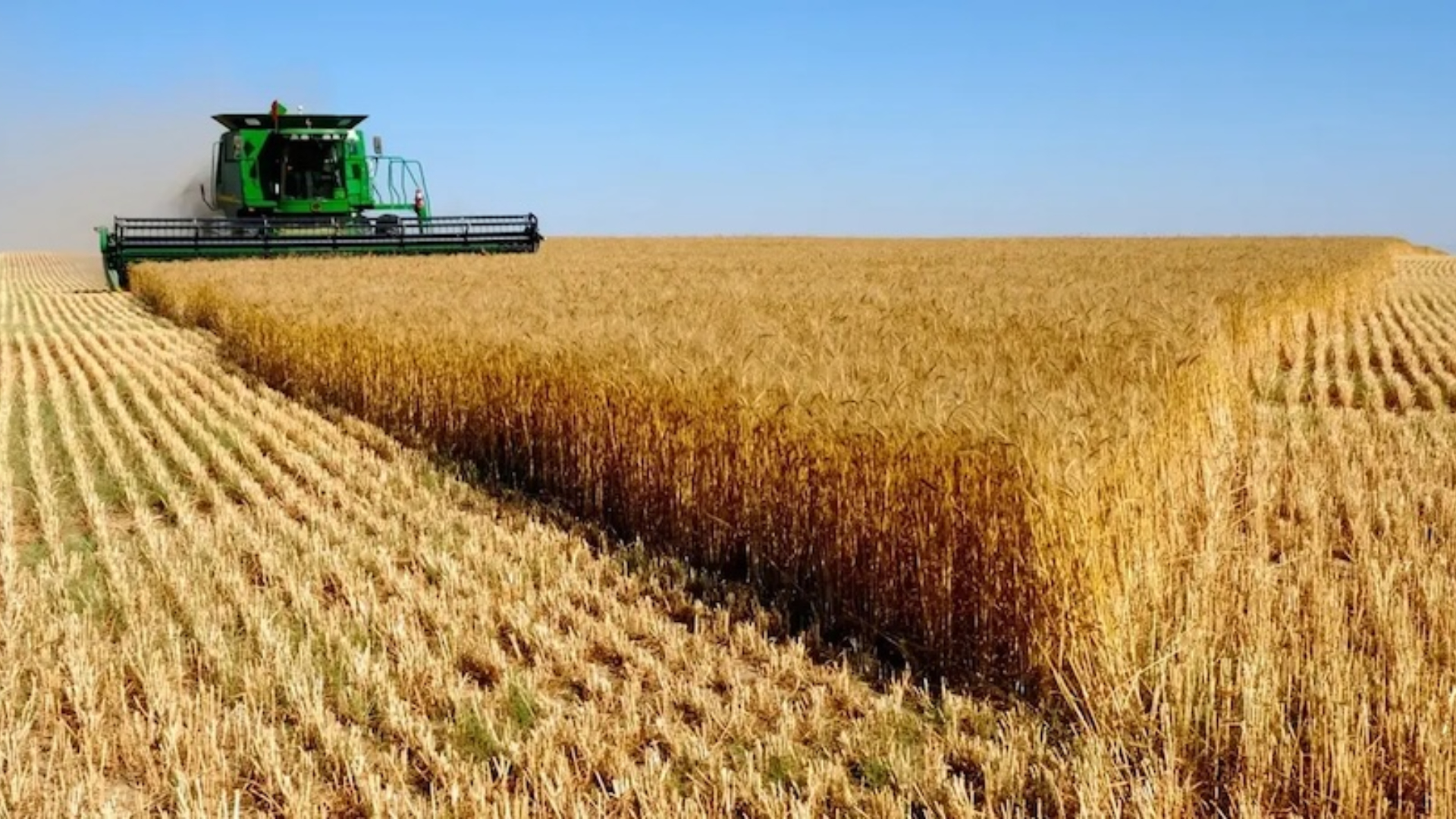 Orge : l’Algérie s’installe au deuxième rang arabe et africain selon l’USDA