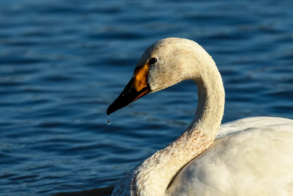 Return of ‘sacred’ swans mark start of winter