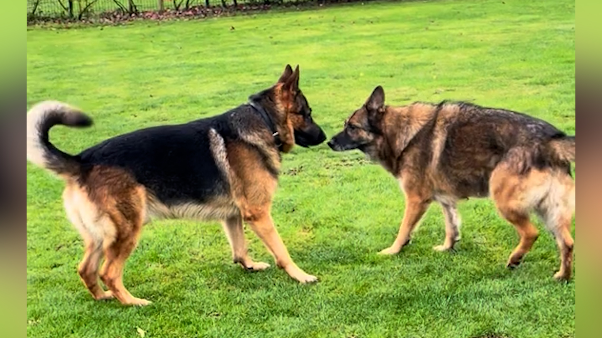 German Shepherd Mama Sees Puppy