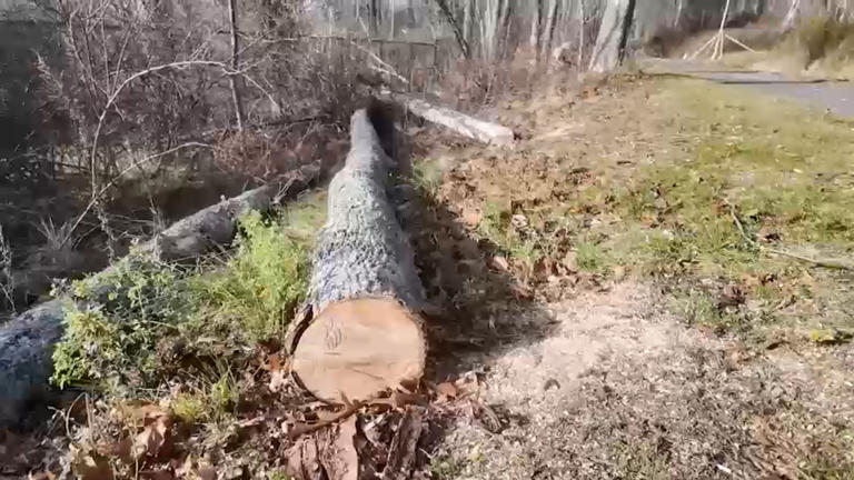 Man struck and killed by tree branch during wind storm while walking dogs
