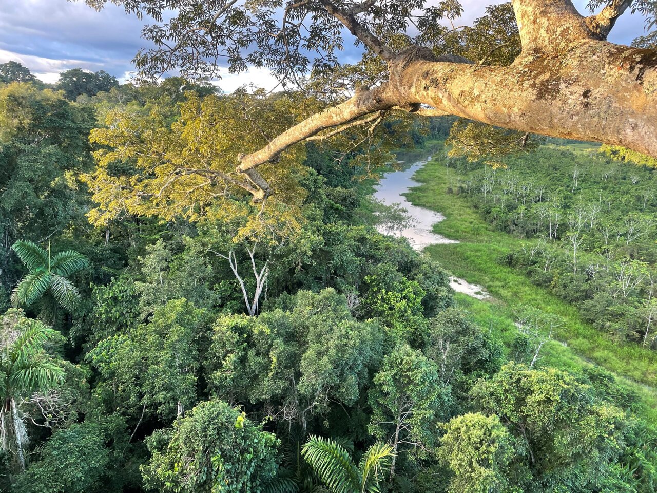 Ancient and colonial legacies continue to shape Amazon forest ...