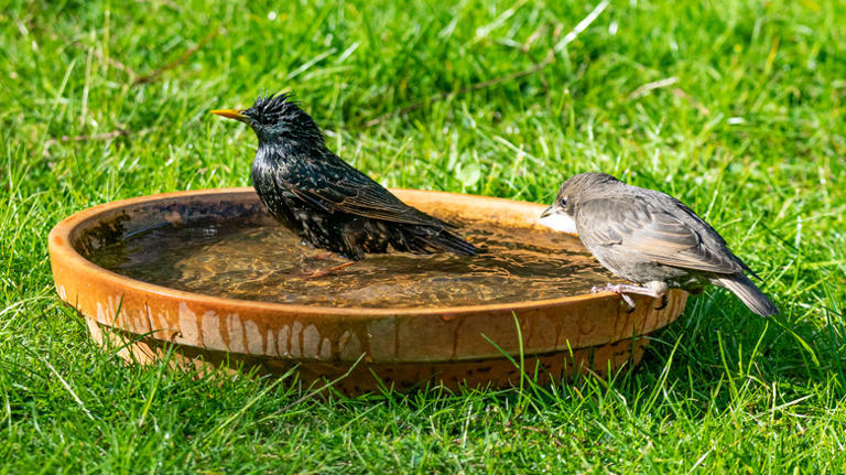 7 Best Materials For A Durable Bird Bath That Will Last