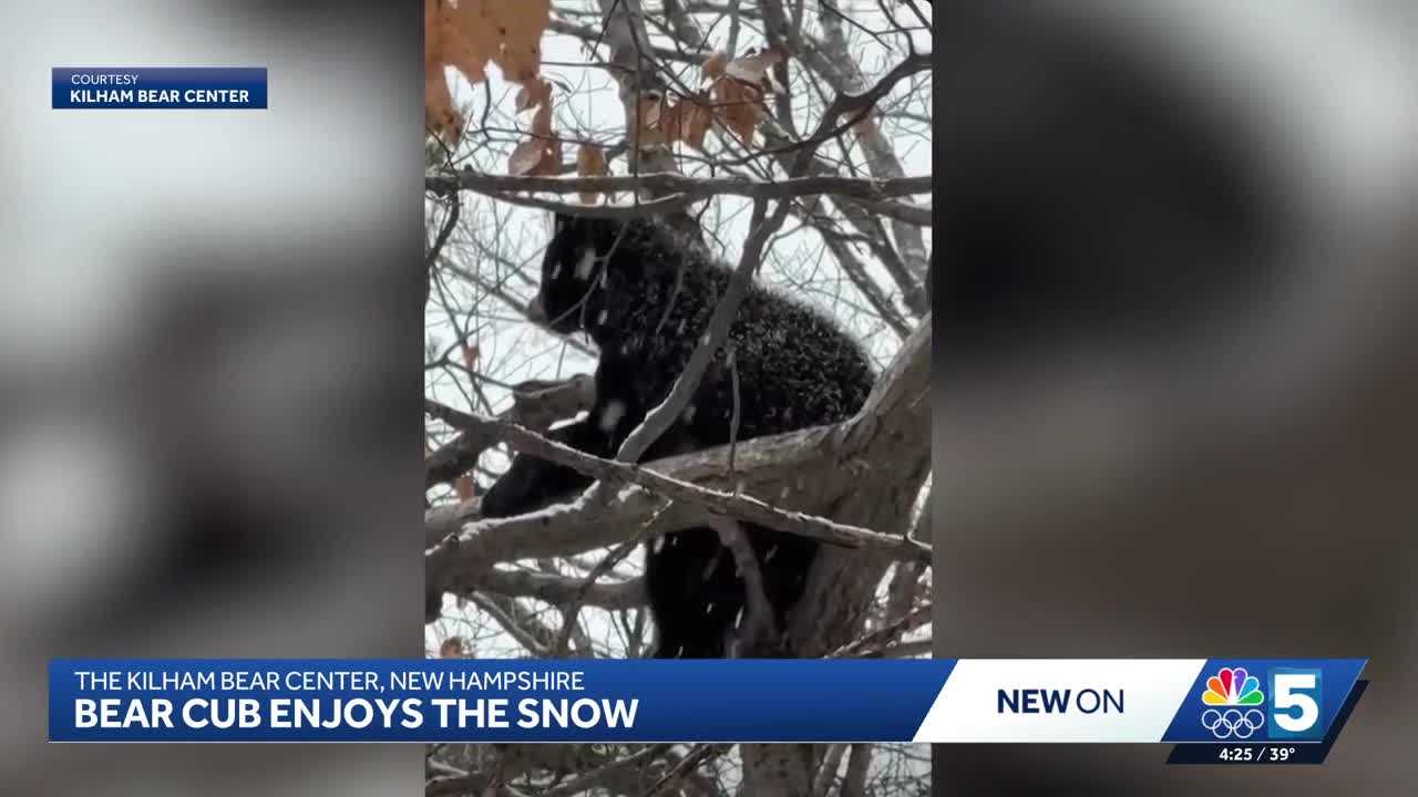 Adorable video captures bear cub playing in the snow at Kilham Bear ...