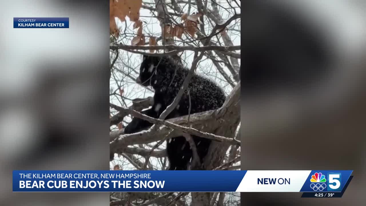 Adorable video shows bear cub enjoying the snow in Lyme, New Hampshire