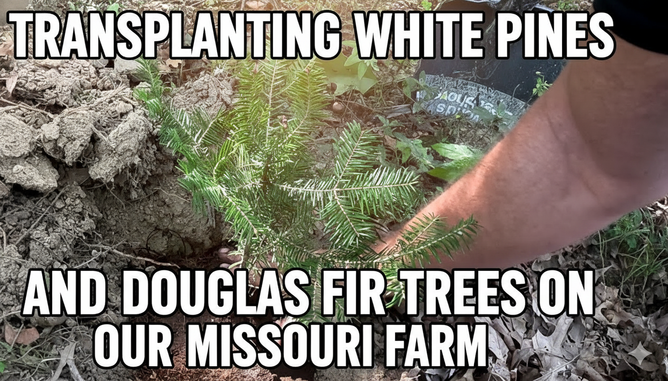 Transplanting White Pines and Douglas Fir Trees on Our Missouri Farm