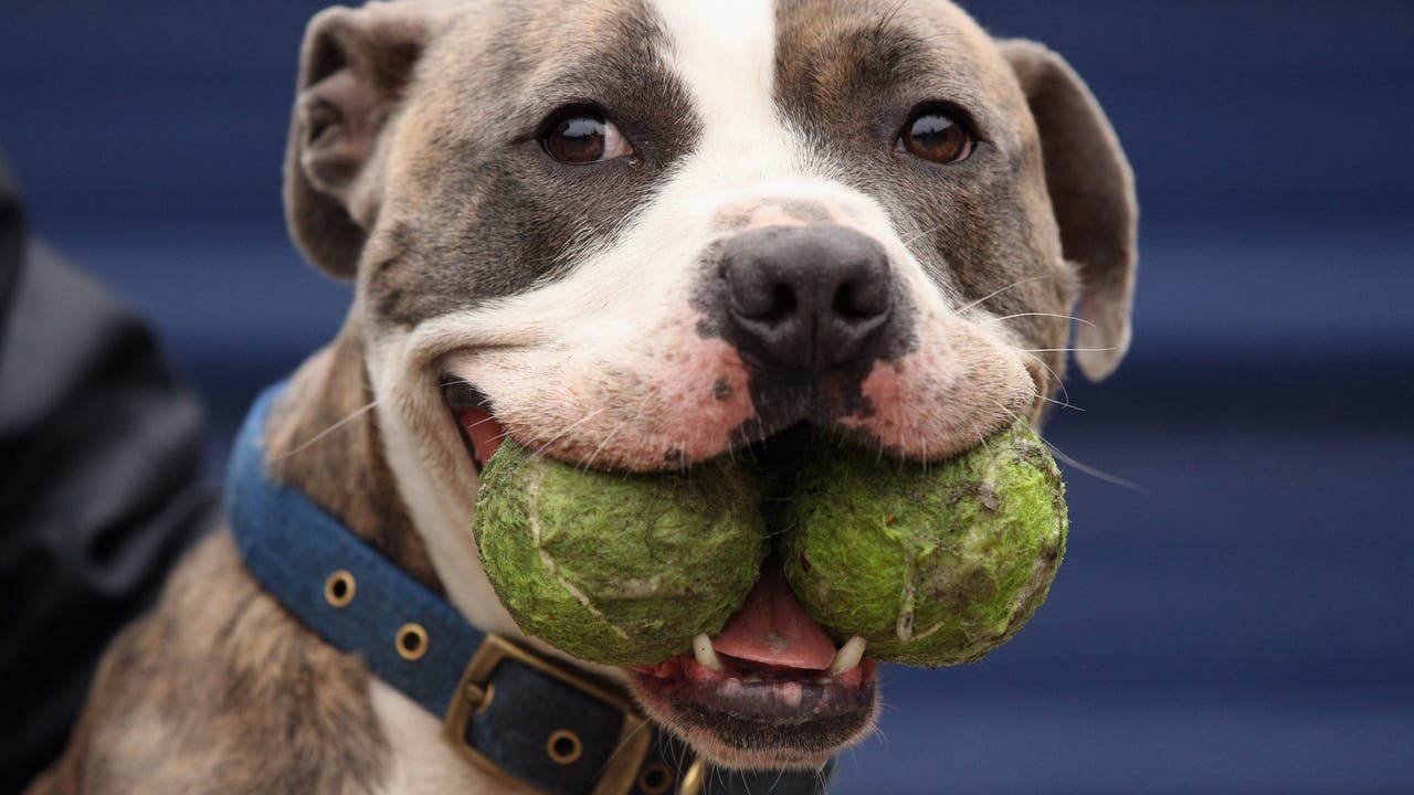 New bill ends Prince George's County pit bull ban after decades