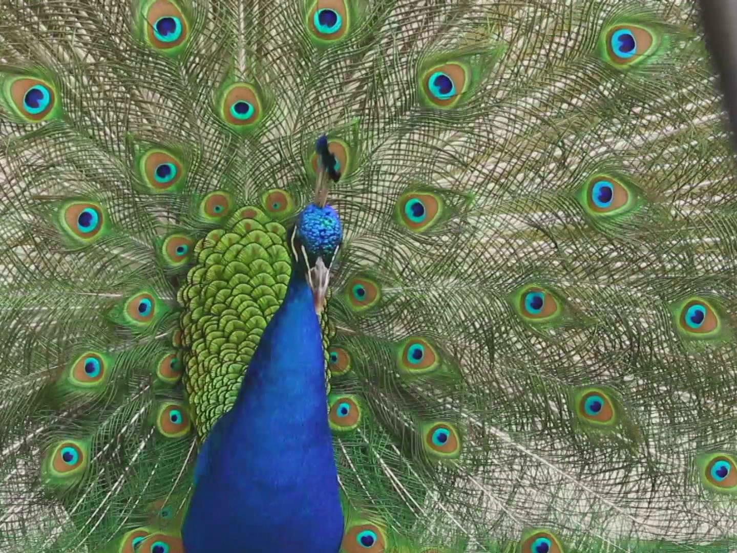 Un refuge pour animaux conteste un ordre d’abattage de ses paons