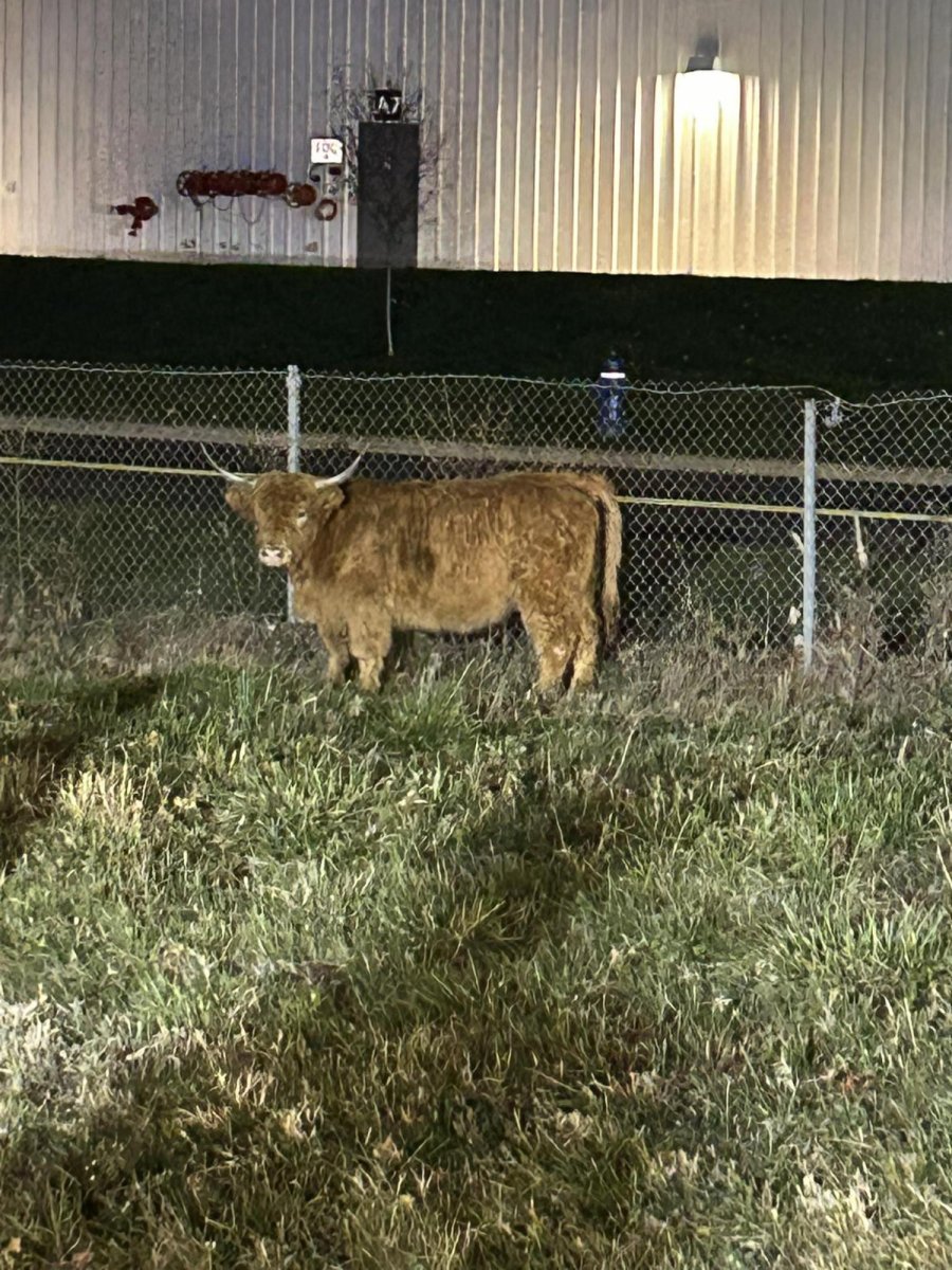 Watch: Loose cow shuts down Ohio highway for over an hour