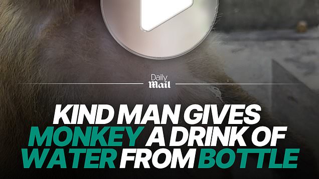 Walker gives monkey a drink of water from a bottle