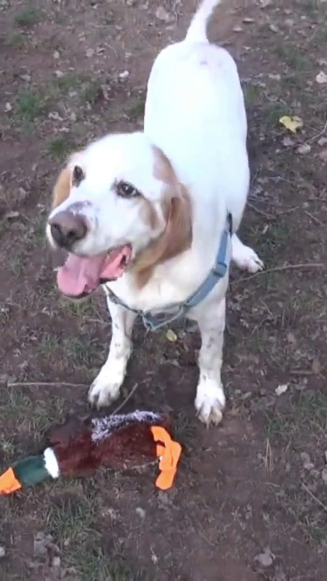 16 To The Rescue Update: Sunny finds his forever home