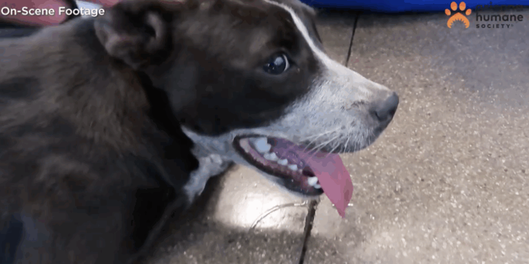 Abandoned in a crate during 110-degree Arizona heat, this puppy refused ...