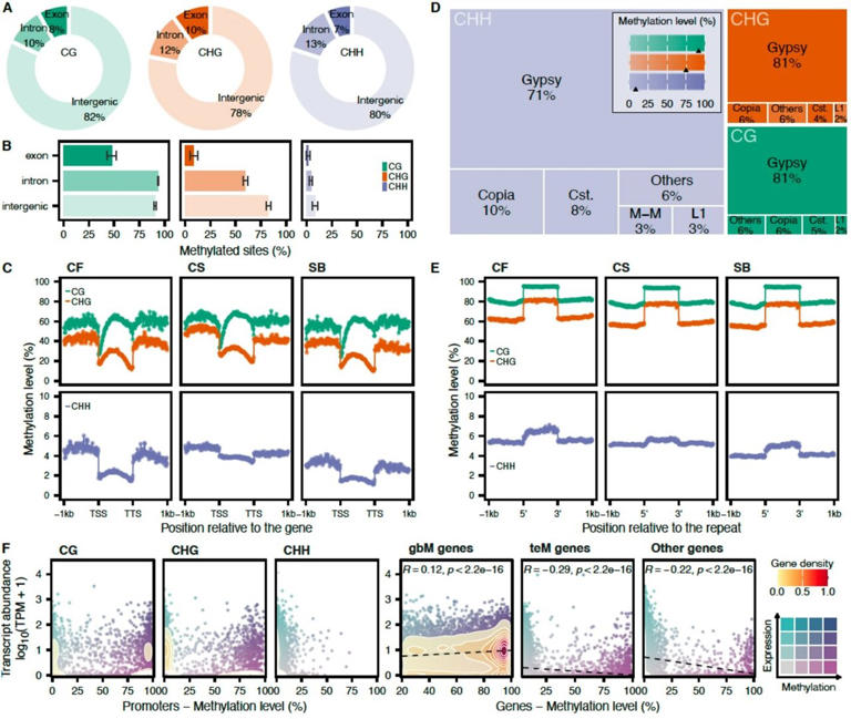 Wine grape still carries molecular memory of its ancestry after 400 ...
