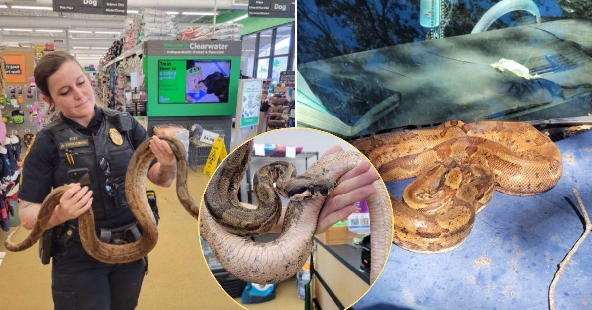 Police in Florida Rescues 'Dehydrated' Snake From Car Hood