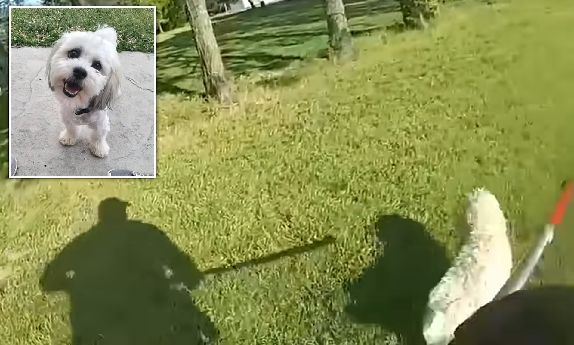 Owner of blind and deaf dog Teddy granted staggering payout after cop ...