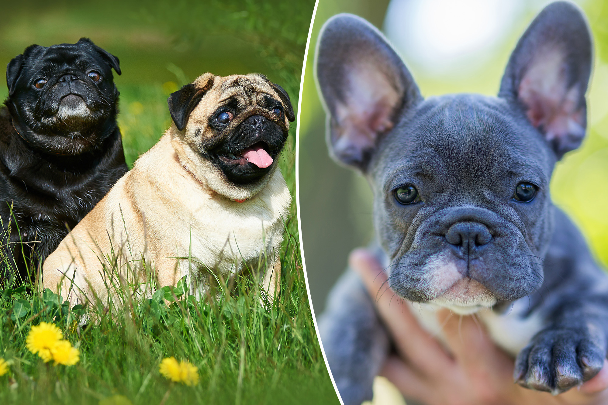 America’s favorite dog breeds will disappear in the next decade due to ...