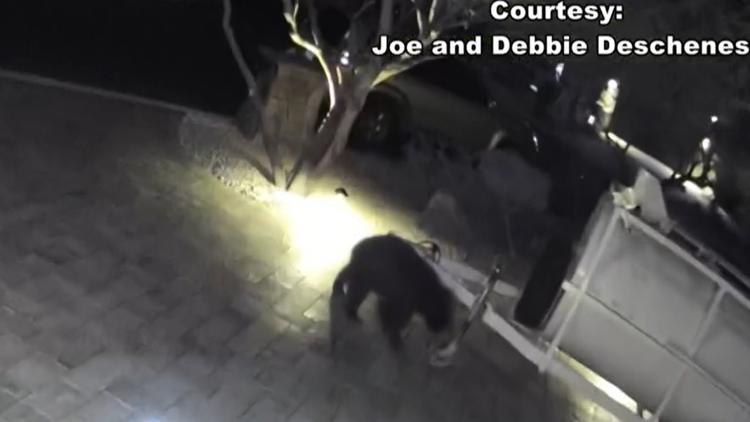 Bear spotted wandering around Arizona residence captured, relocated