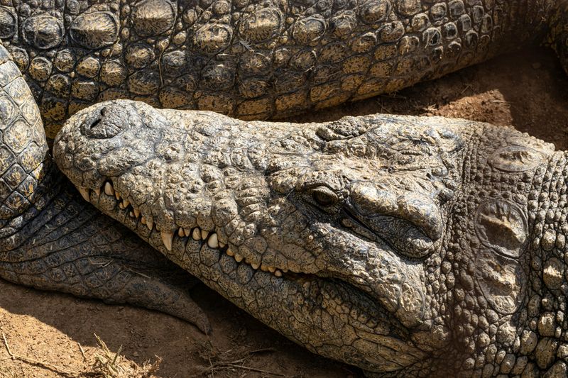 14 Creatures With Bites Powerful Enough To Crush Bone
