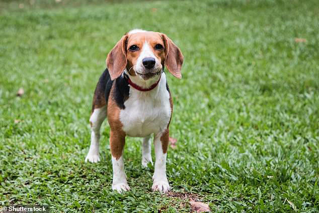 Is your dog autistic? Scientist claims pooches can be neurodivergent ...