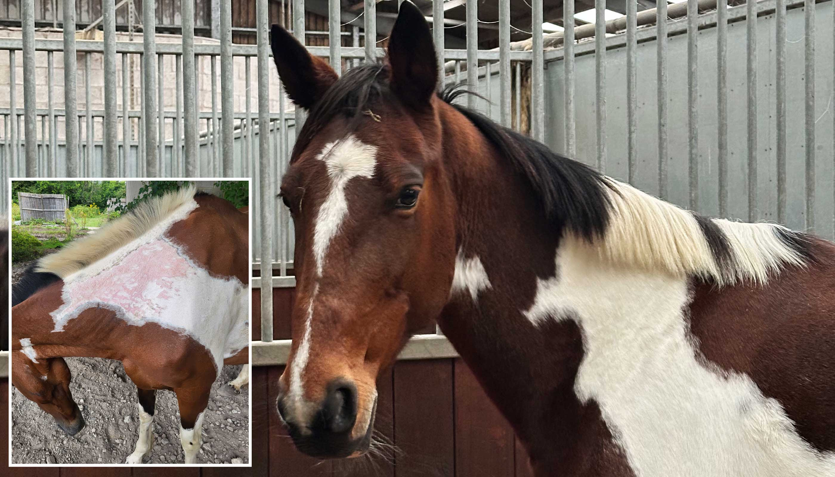 Emaciated and pregnant mare who lost her foal is now thriving at World ...