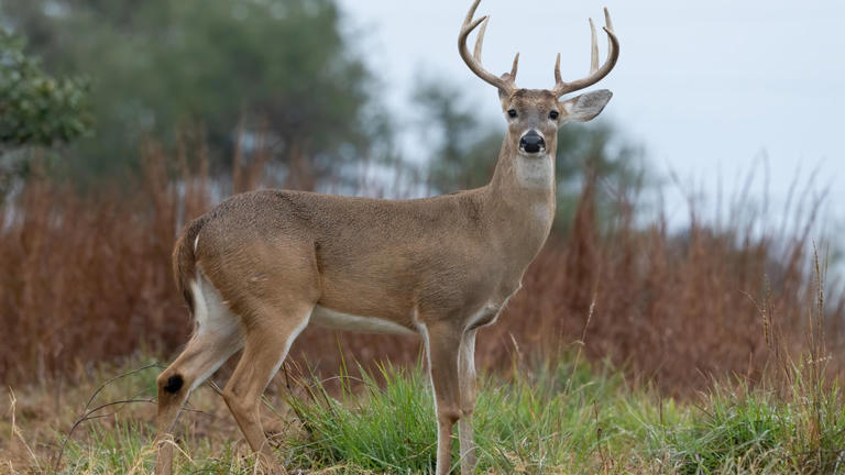 8-point deer illegally killed in Pennsylvania, Game Commission says
