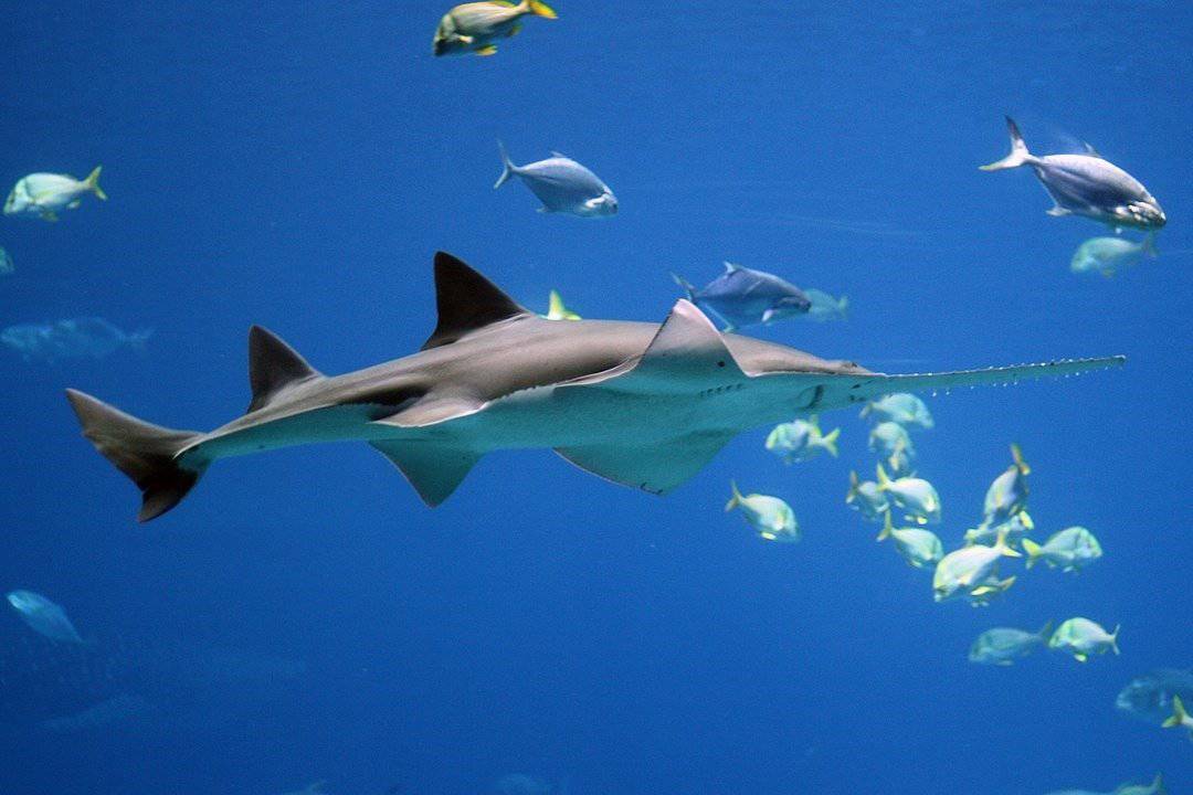 16 fish that look like sharks, but aren’t