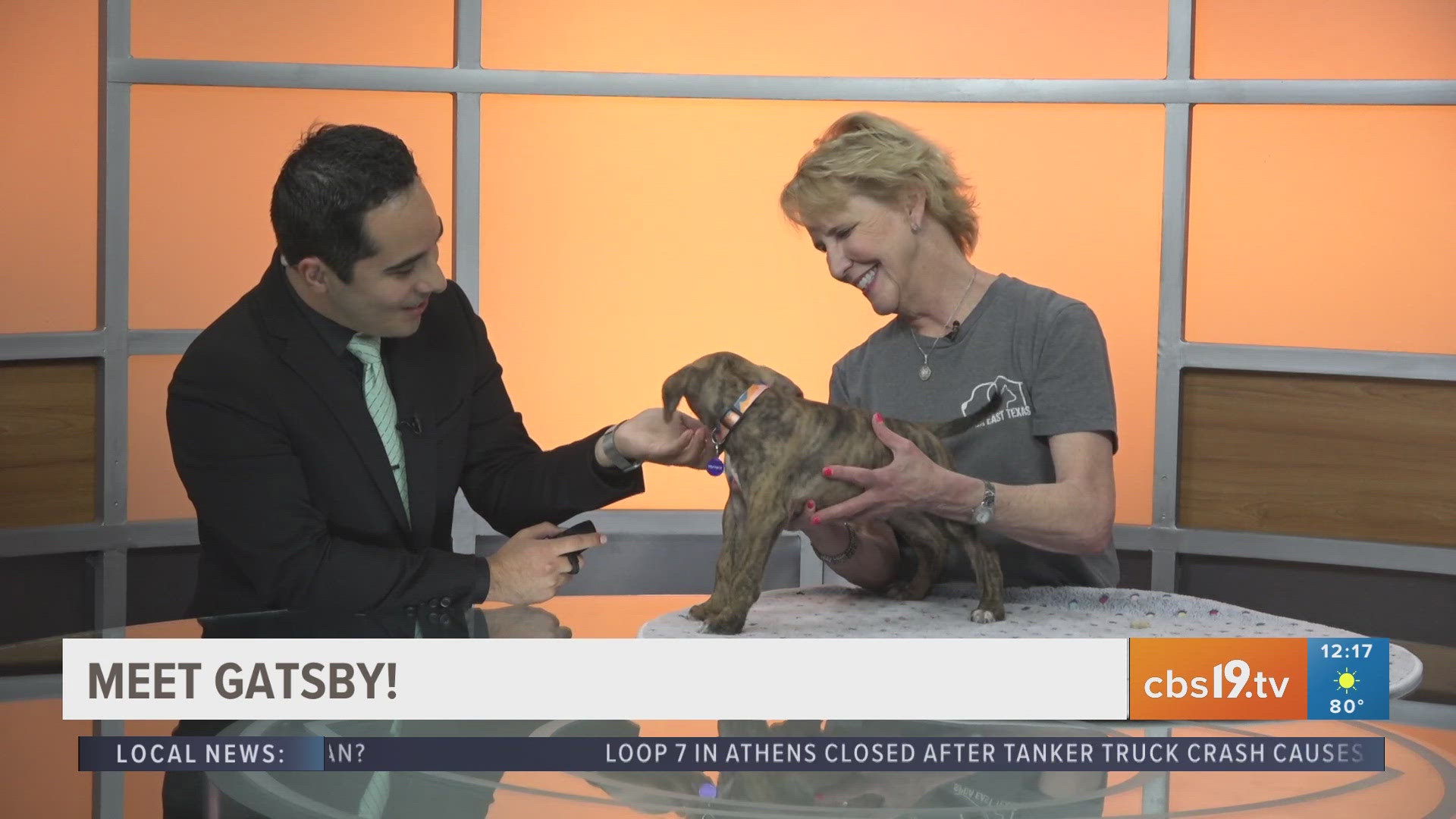 TUESDAY TAILS: Meet Gatsby from the SPCA of East Texas