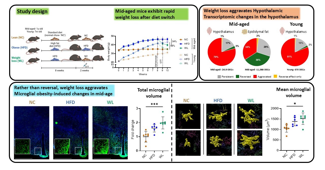 Weight loss to treat midlife obesity: Protecting the aging brain may be key