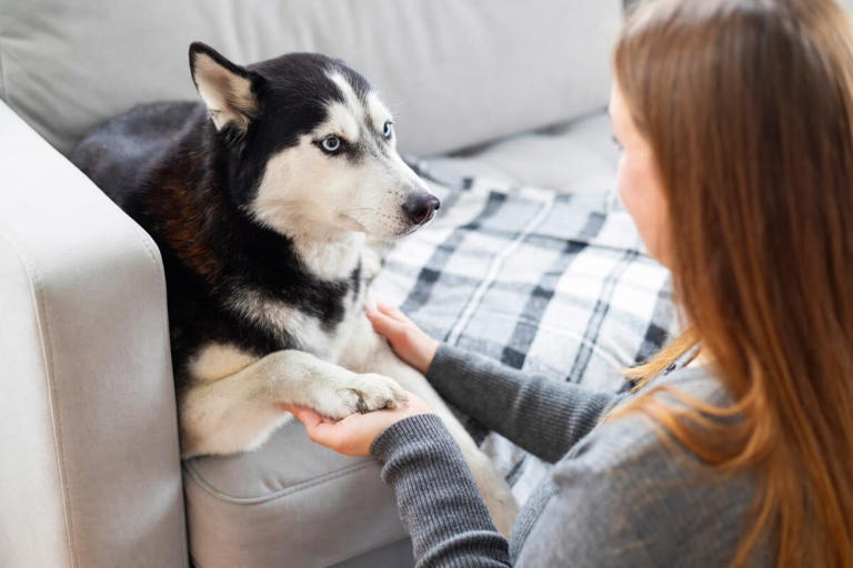 Massive Husky ‘Raised by Pomeranians’ Has the Most Adorable Lap Dog Energy
