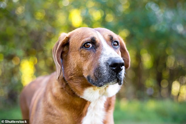 Is your dog autistic? Scientist claims pooches can be neurodivergent ...