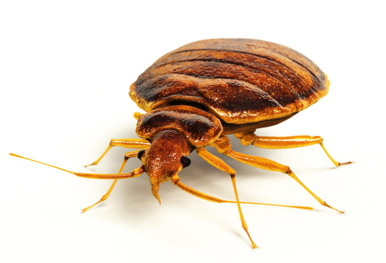 Flight attendant's bed bug check hack could save your hotel stay
