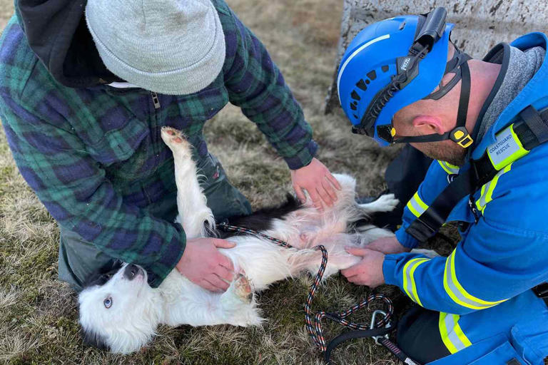 Collie Dog 'Remarkably Unscathed' After Falling from 100-Foot Cliff and ...