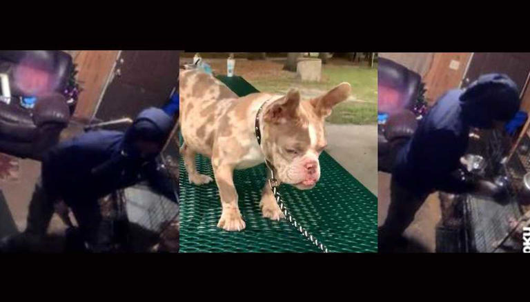 Suspect wanted after dog is stolen from inside South Carolina home ...