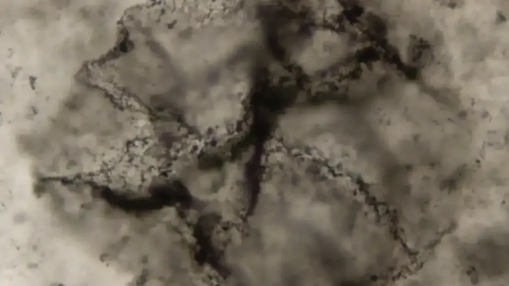 Oldest Chemical Evidence of Life on Earth Found Inside 3.3 Billion Year ...