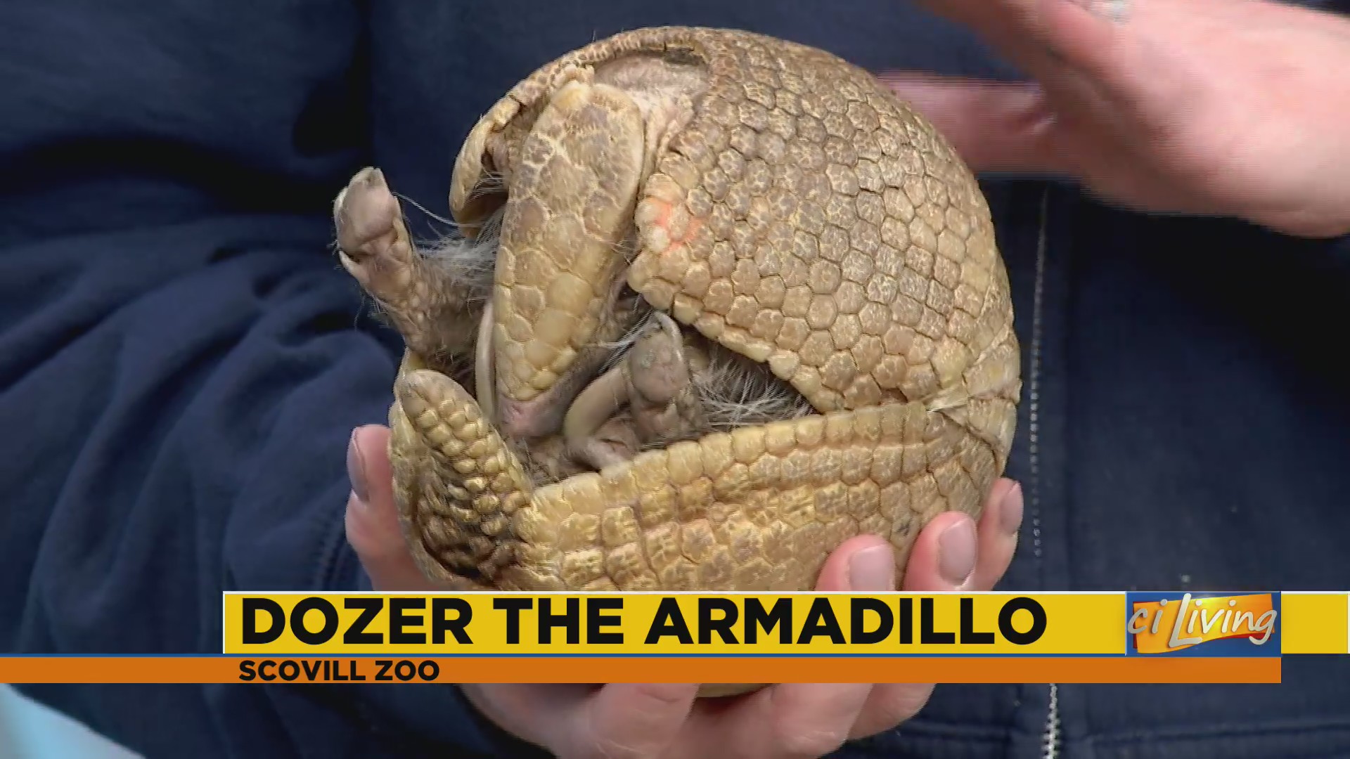 Meet Dozer: The Adorable Armadillo of Scovill Zoo