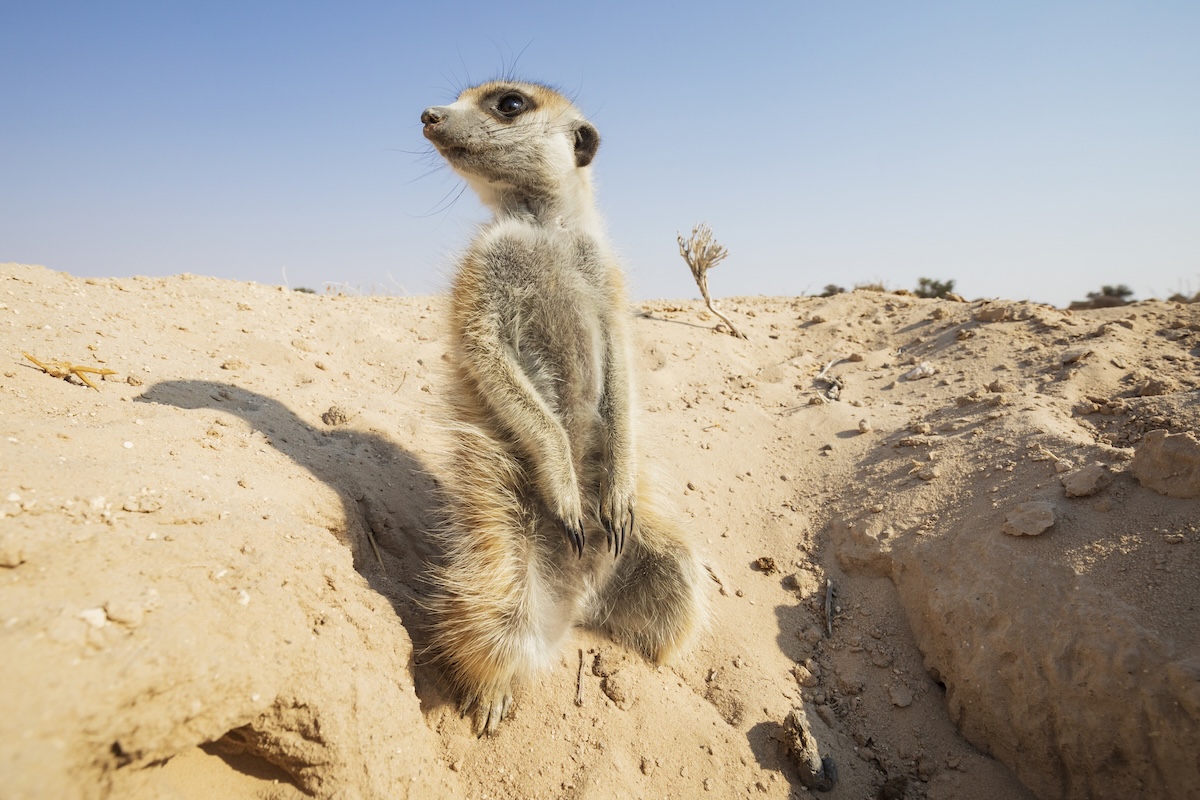Funny Safari Video: Even Meerkats Have Annoying Neighbors