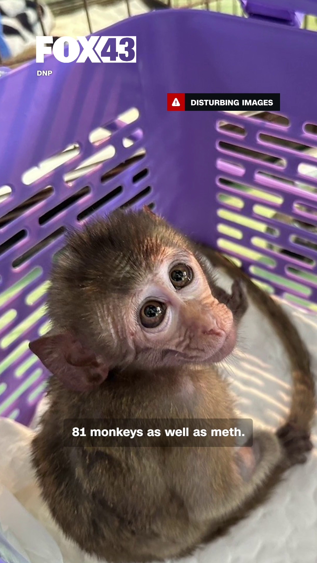 Monkey Business: 81 monkeys seized from smugglers in Thailand